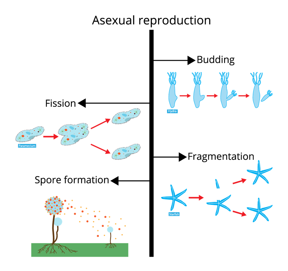 Fungi — lesson. Science State Board, Class 9.