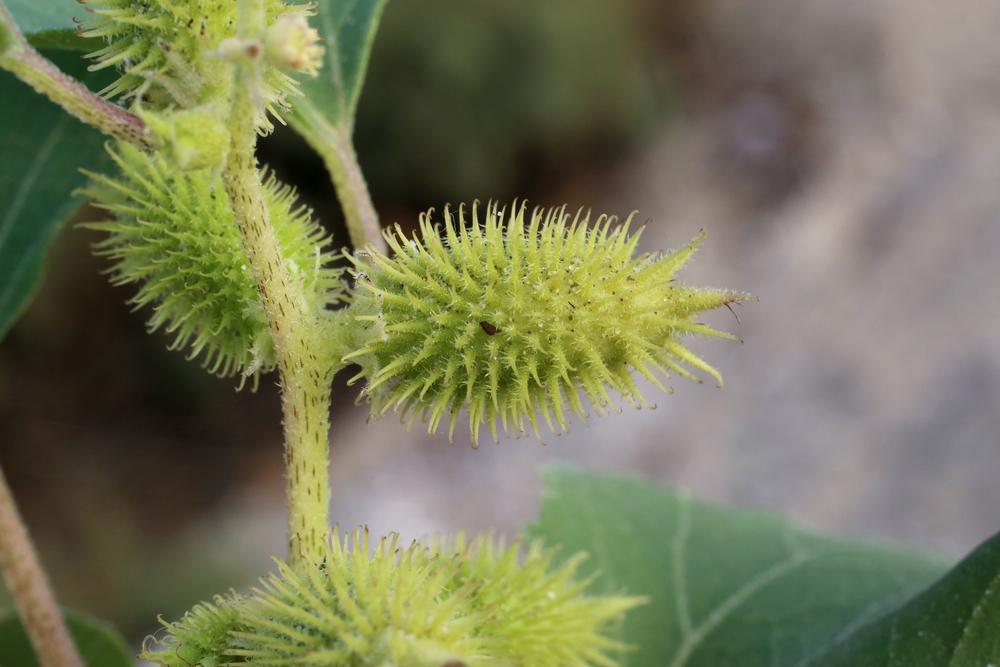 Seed dispersal agents — lesson. Science CBSE, Class 7.