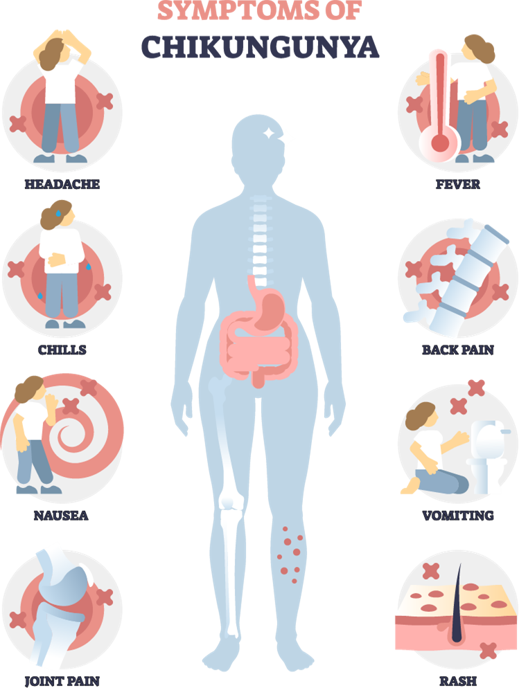 Chikungunya and Dengue — lesson. Science State Board, Class 9.