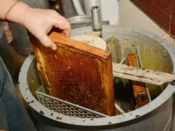 Apiculture or Bee-keeping — lesson. Science CBSE, Class 9.