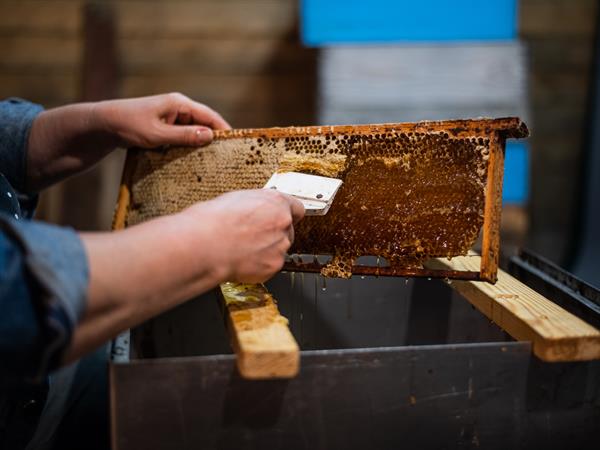 Apiculture or Bee-keeping — lesson. Science CBSE, Class 9.