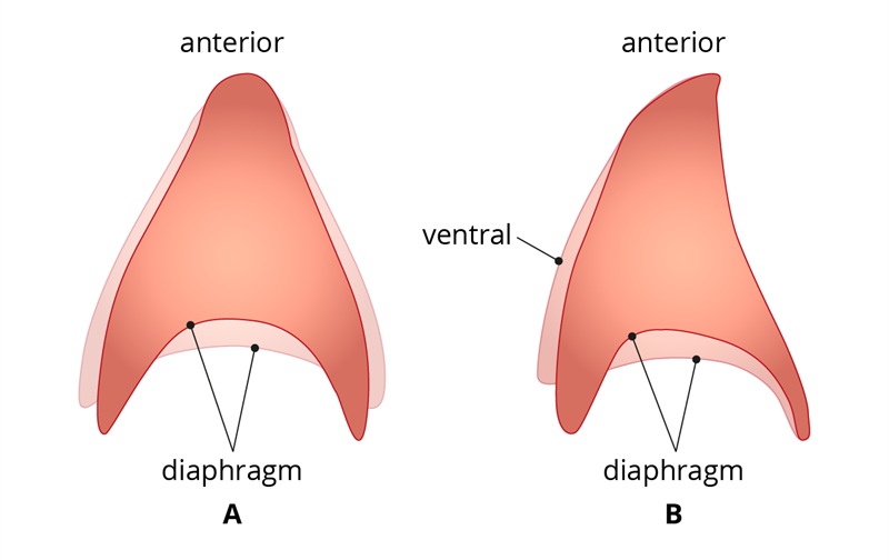 Respiratory system of rabbit — lesson. Science State Board, Class 10.