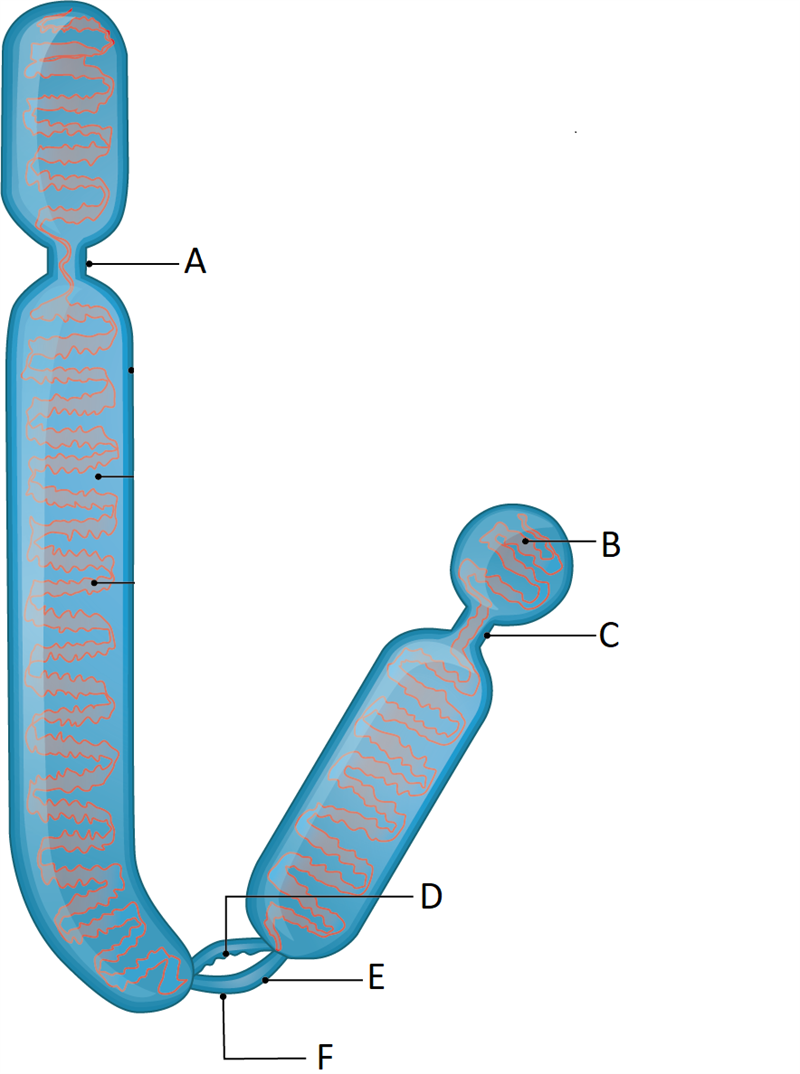 Chromosomes, DNA and gene — task. Science State Board, Class 10.