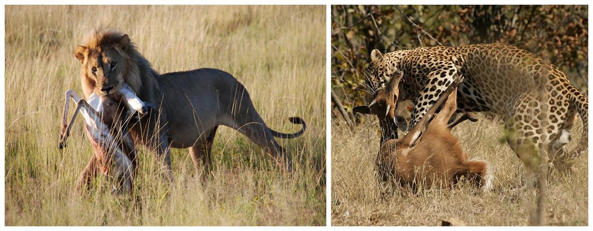 Principles of Darwinism: Overproduction, struggle for existence ...