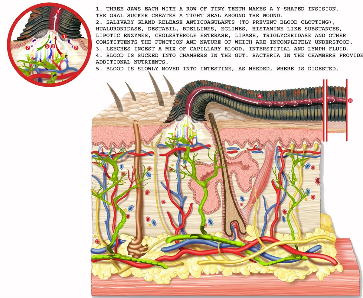 Parasitic adaptations of leech — lesson. Science State Board, Class 10.