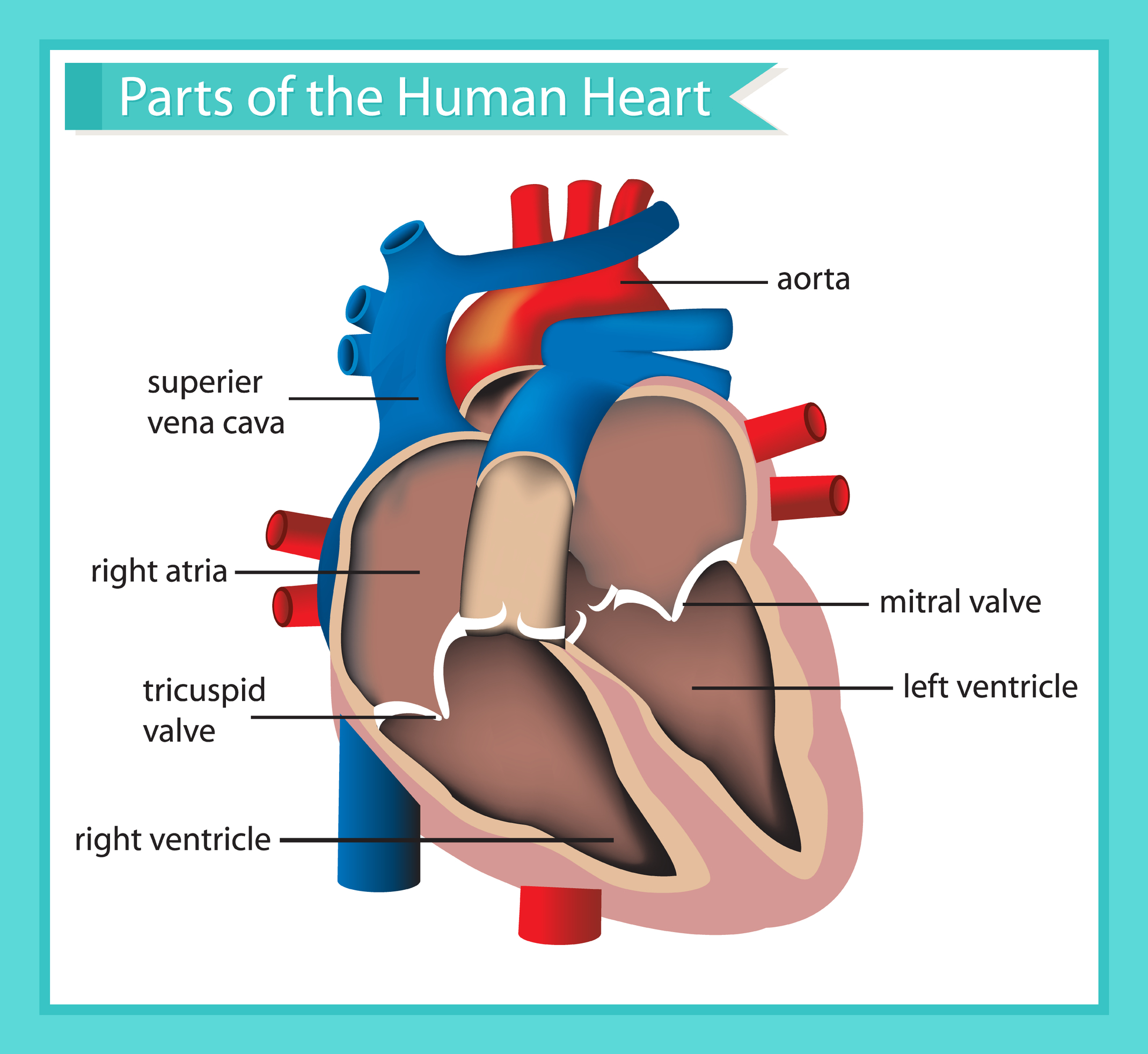 Human heart and heart beat — lesson. Science CBSE, Class 7.