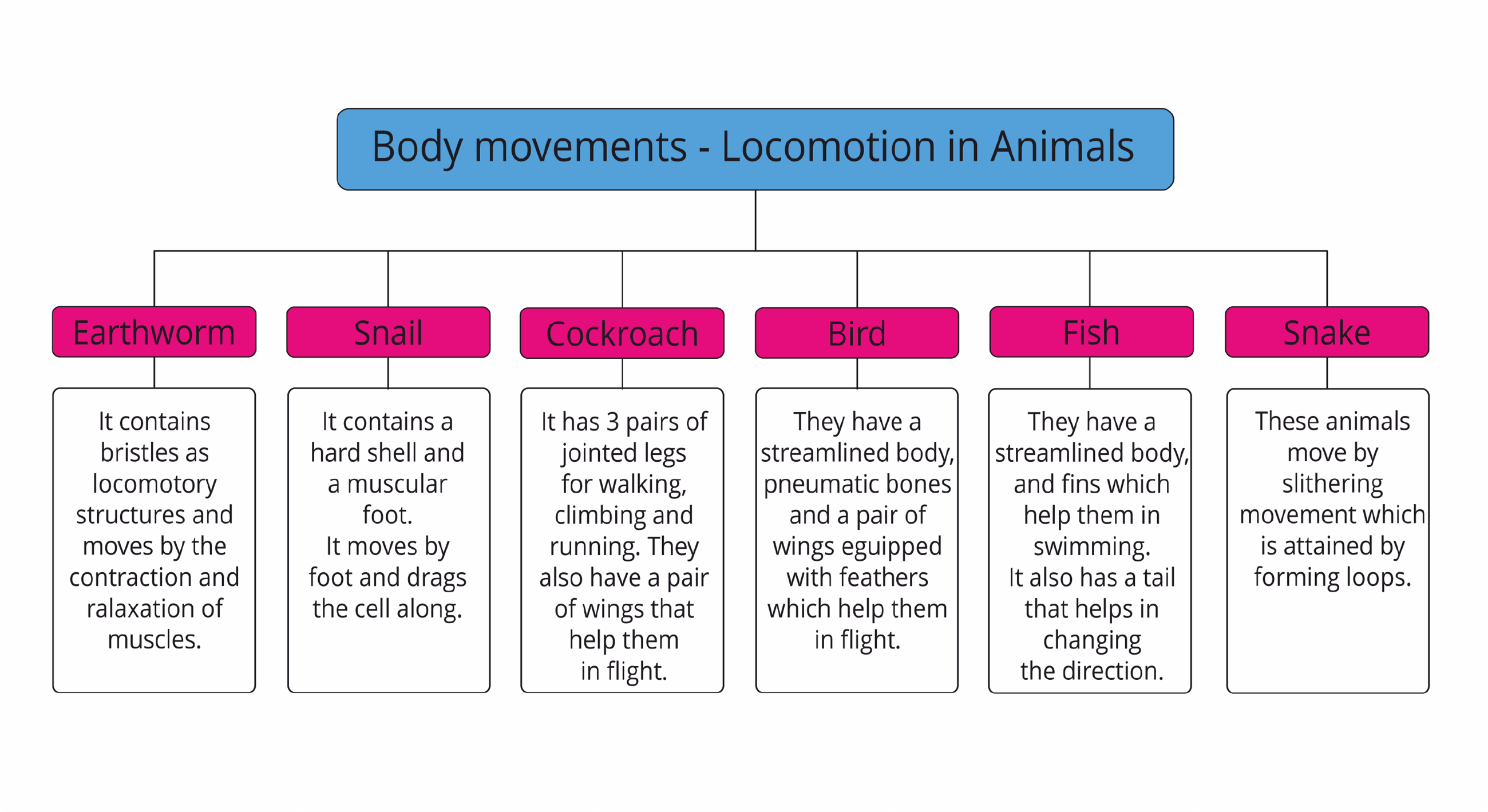 Mind map for locomotion in animals — lesson. Science CBSE, Class 6.