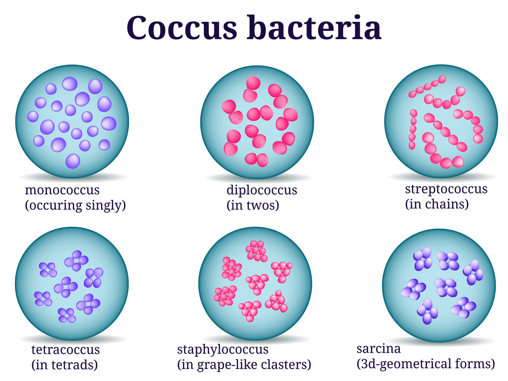 Bacteria and their types — lesson. Science State Board, Class 9.