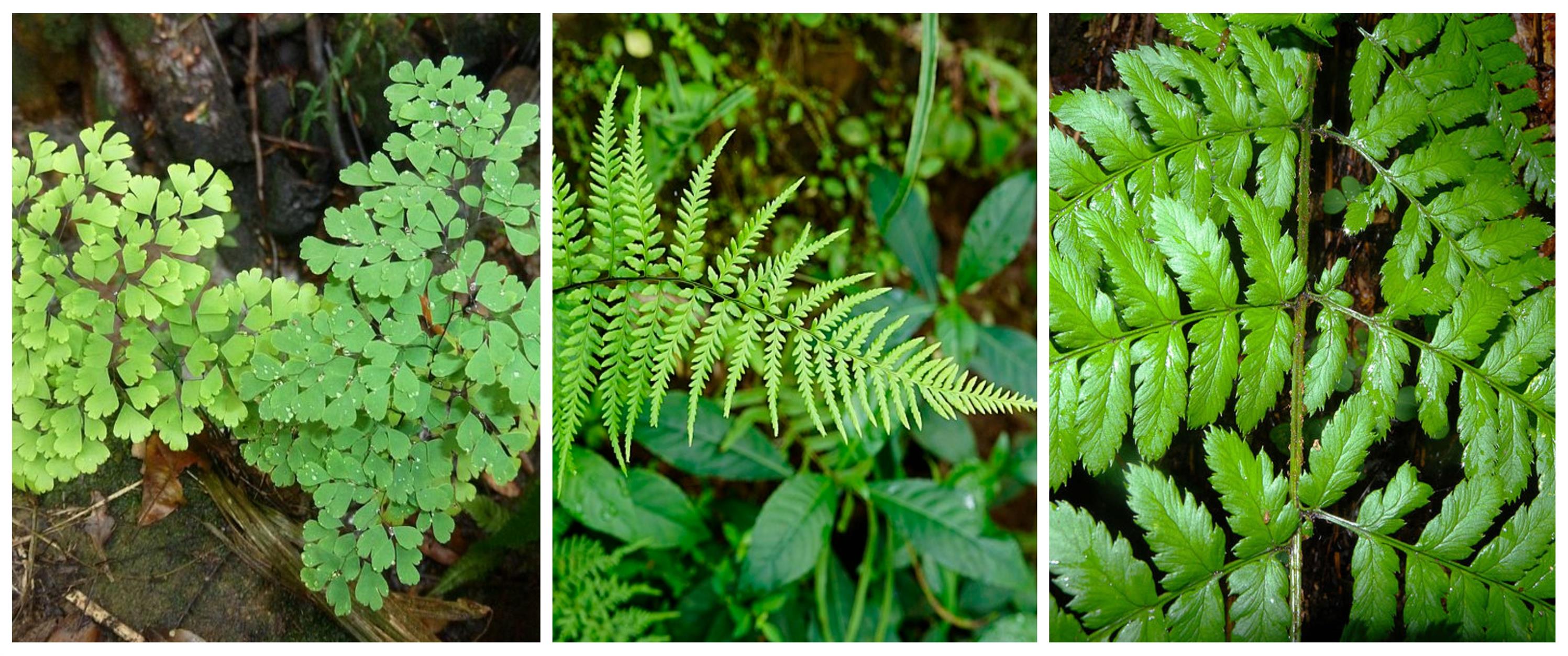 Pteridophytes and their classification — lesson. Science State Board ...