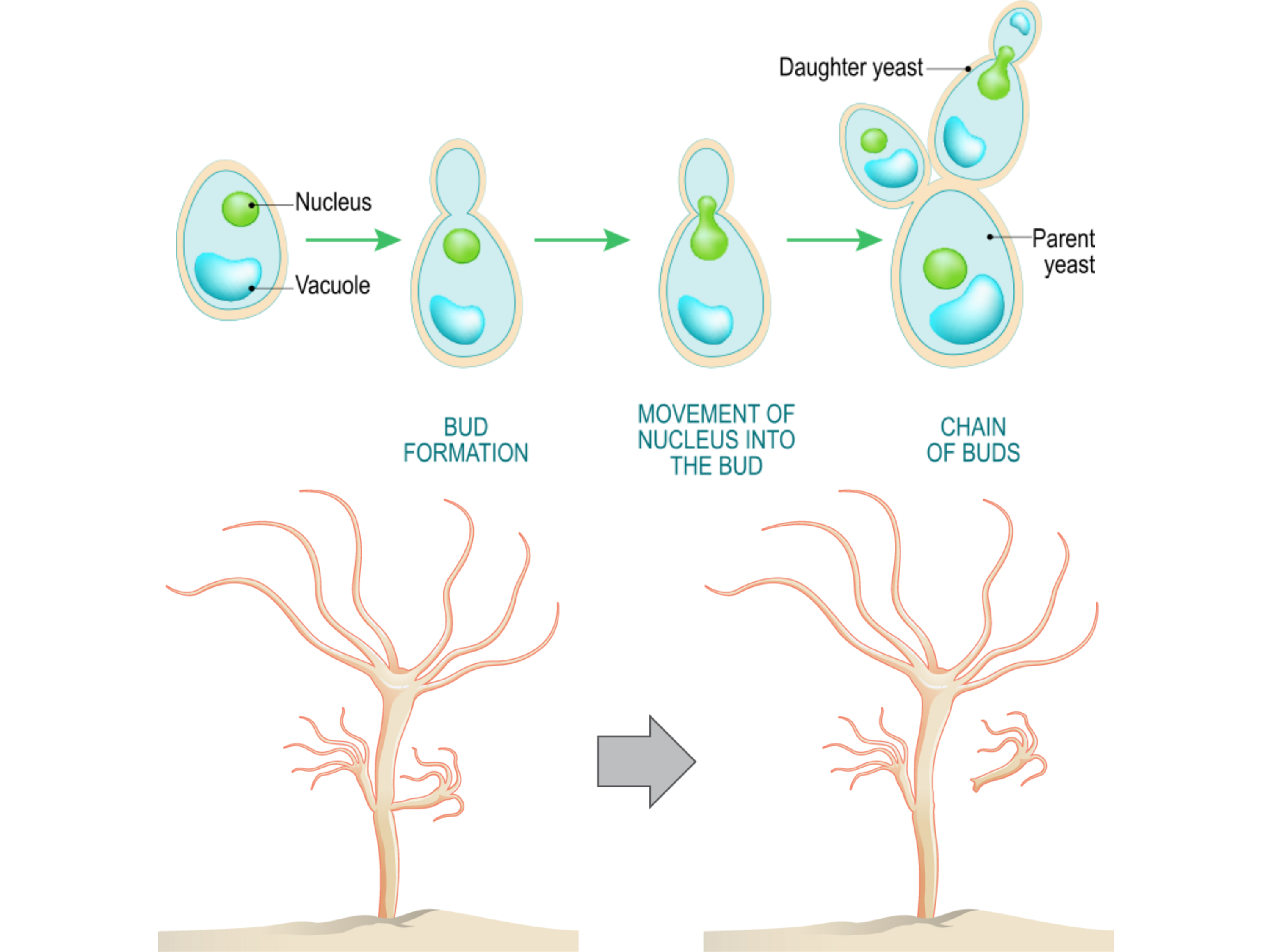 Asexual reproduction — lesson. Science CBSE, Class 8.