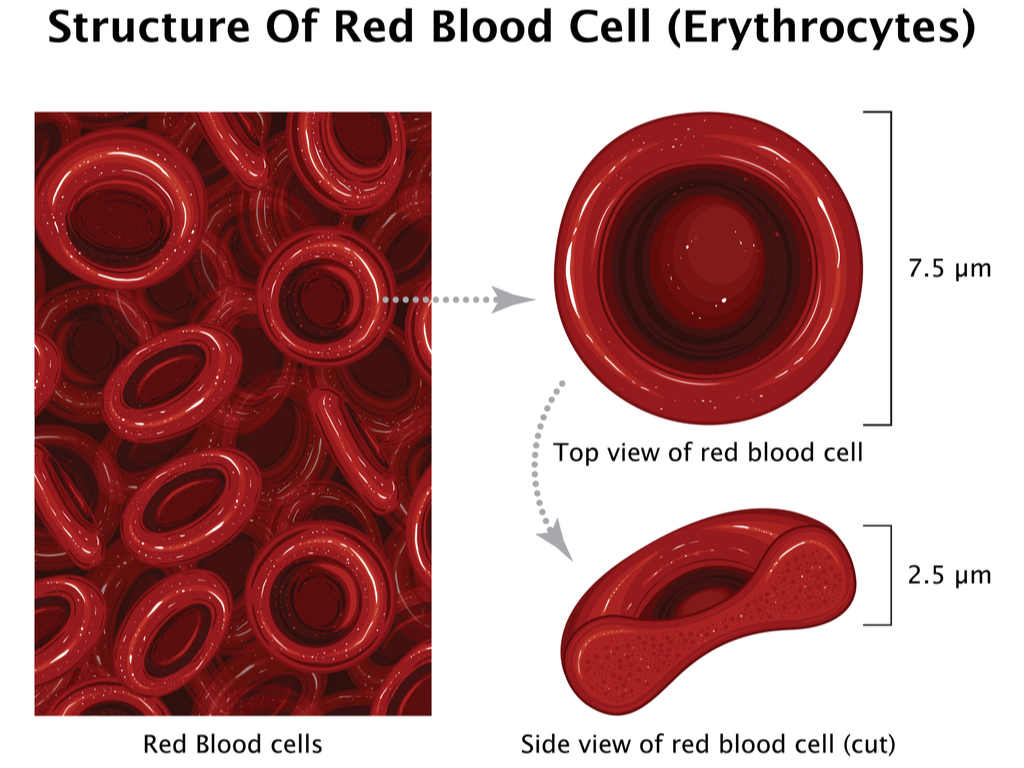 Size of the cells — lesson. Science State Board, Class 6.