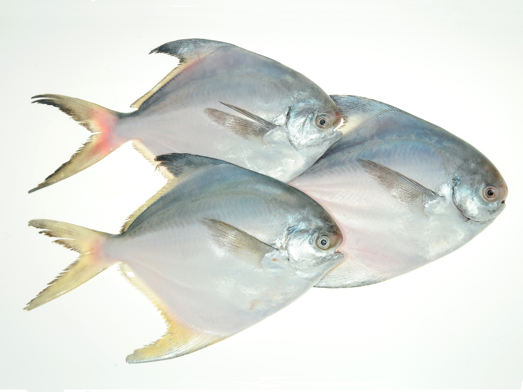 Production of fish — lesson. Science CBSE, Class 9.