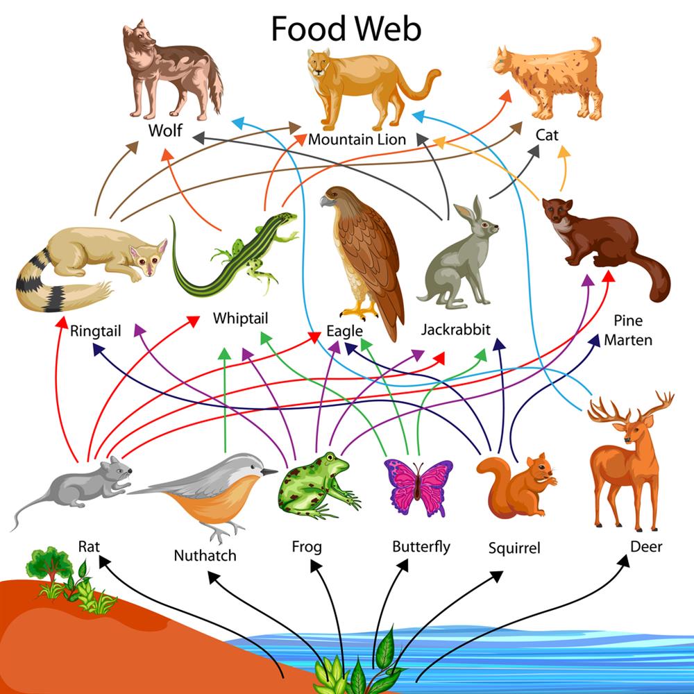 Functions of an ecosystem — lesson. Social Science, Class 9.