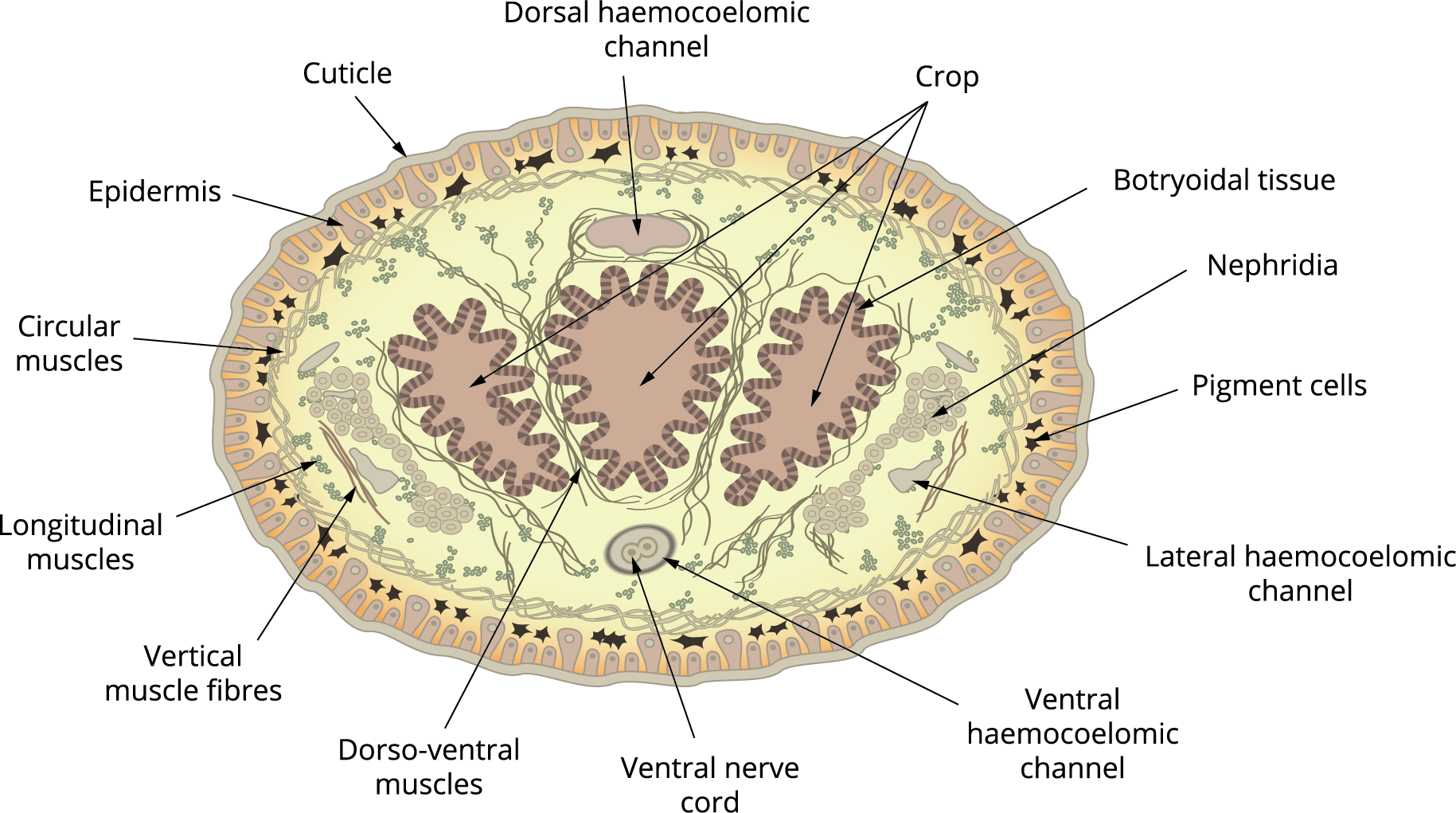 Digestive system of leech — lesson. Science State Board, Class 10.