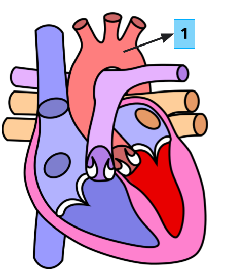 Heart and excretory system of humans — task. Science State Board, Class 6.