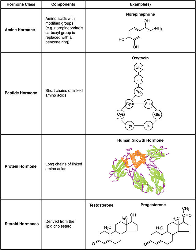 Endocrine glands and hormones — lesson. Science CBSE, Class 10.