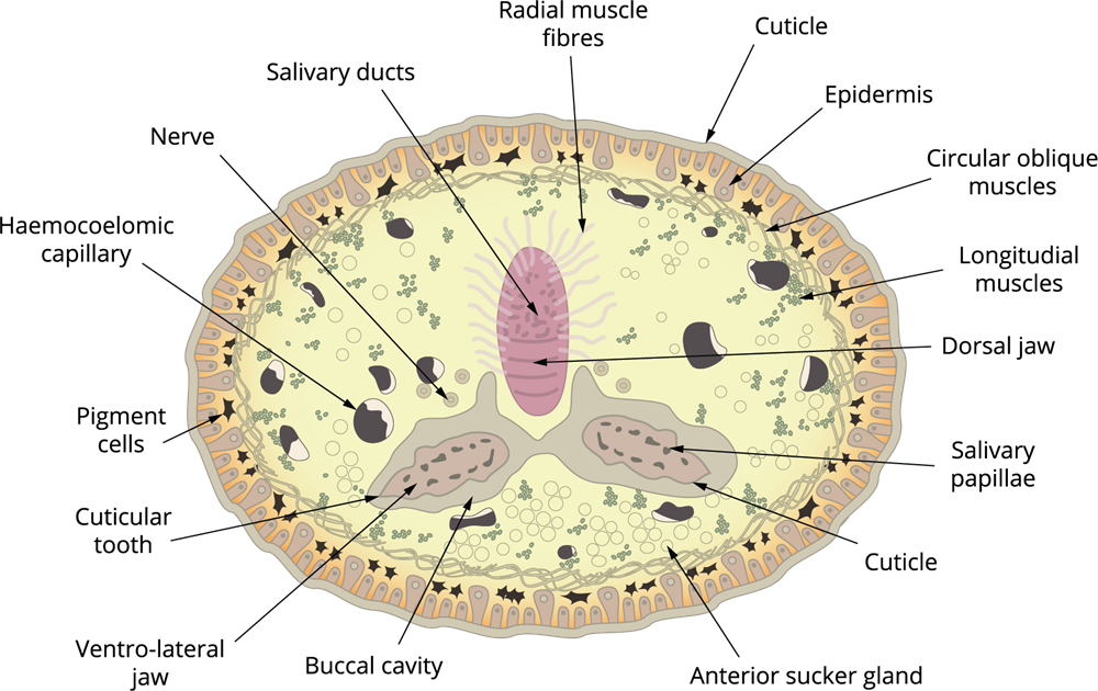 Digestive system of leech — lesson. Science State Board, Class 10.