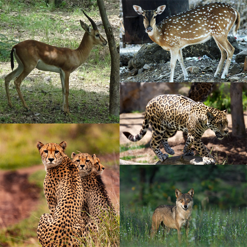 Conservation of forest and biosphere reserves — lesson. Science CBSE ...