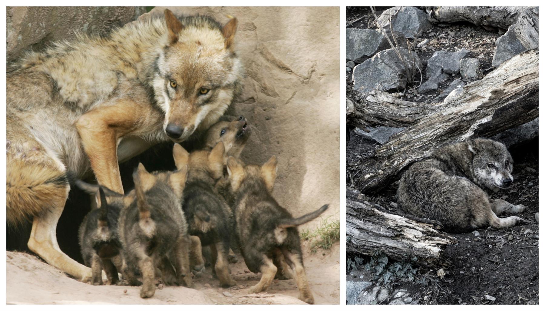 Explanation to scene 1 (Part A) — lesson. English Language State Board ...