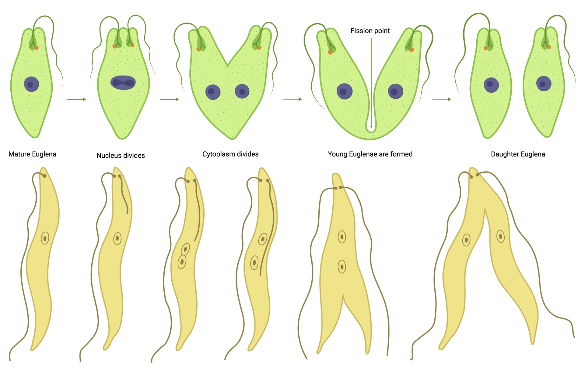 Asexual reproduction - Fission — lesson. Science CBSE, Class 10.