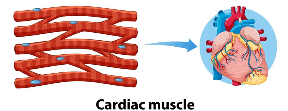 Muscular system — lesson. Science State Board, Class 6.