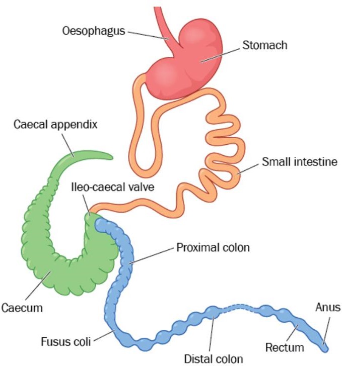 Digestive system of rabbit — lesson. Science State Board, Class 10.
