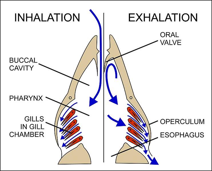 Respiration — lesson. Science CBSE, Class 10.