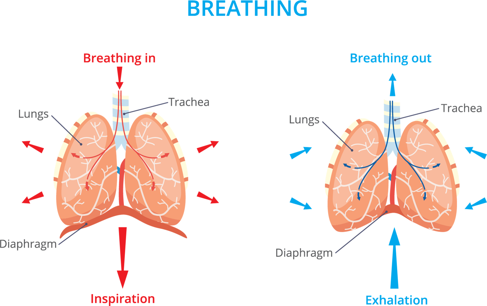 Organ system and respiratory system — lesson. Science State Board, Class 8.