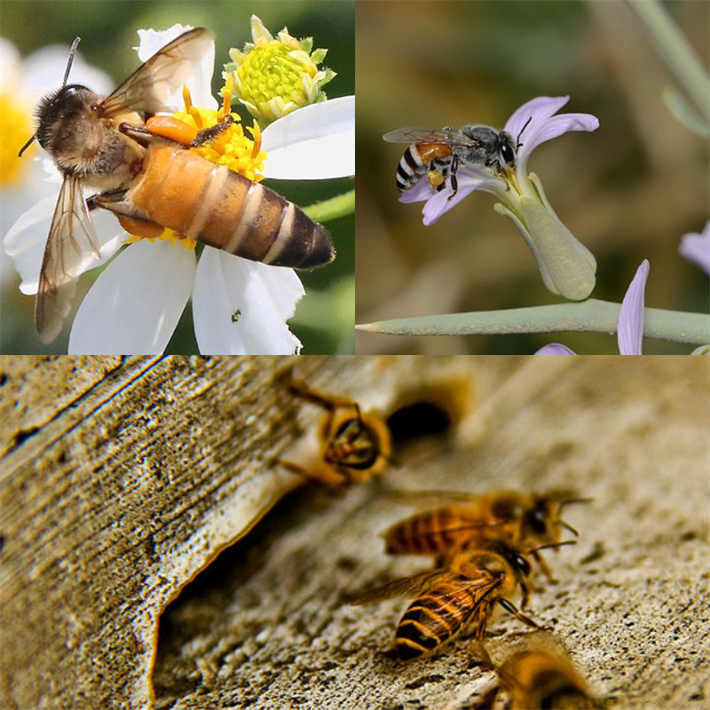 Apiculture — lesson. Science State Board, Class 9.