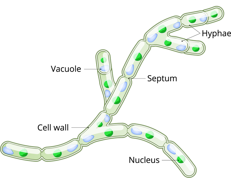 Fungi — lesson. Science State Board, Class 9.