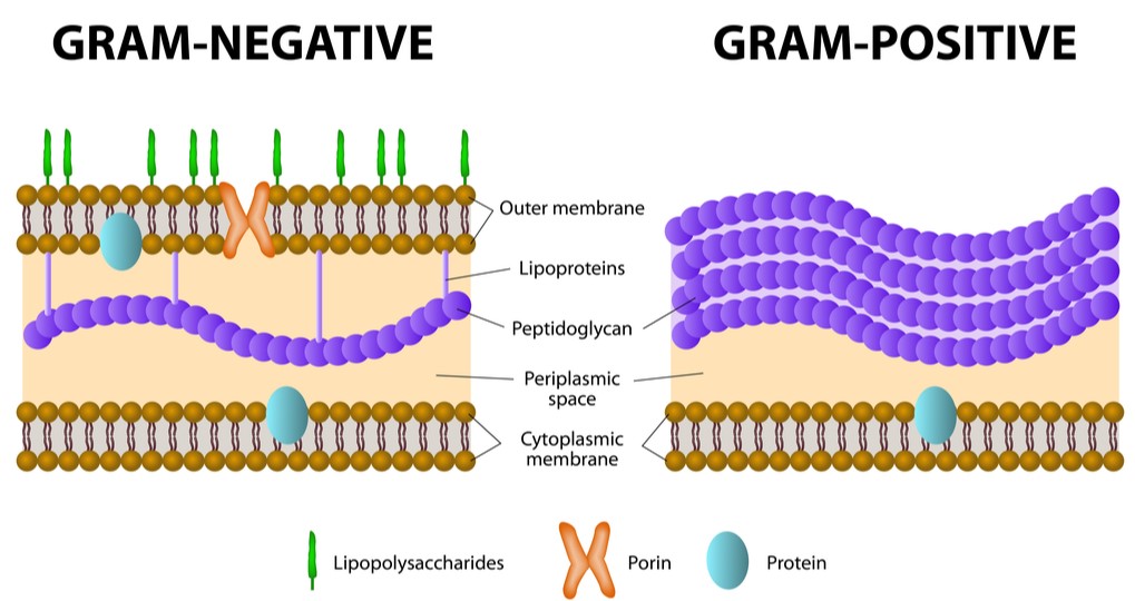 Structure of bacteria — lesson. Science State Board, Class 9.