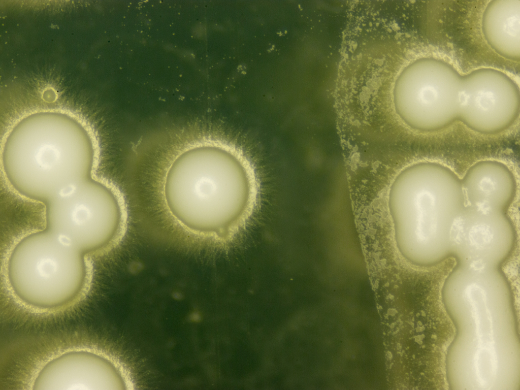 Fermentation: Curdling of milk — lesson. Science State Board, Class 7.