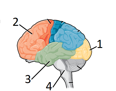 Forebrain and midbrain — task. Science State Board, Class 10.
