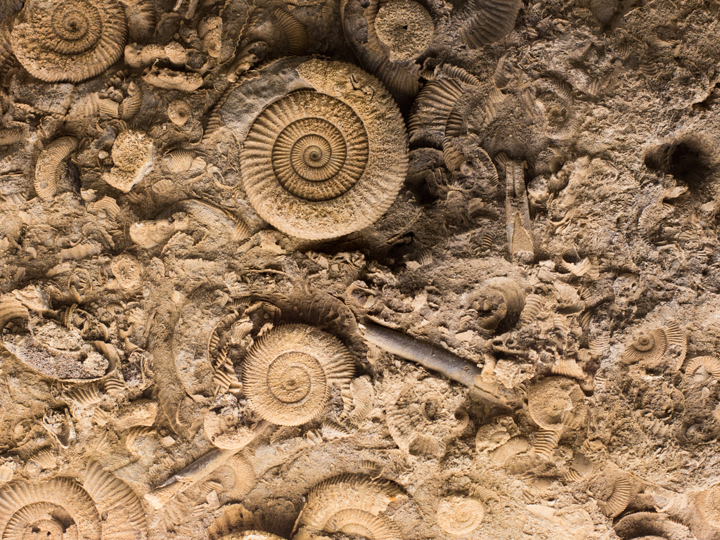 The Birth of Earth and Geological Ages. — lesson. Social Science, Class 9.