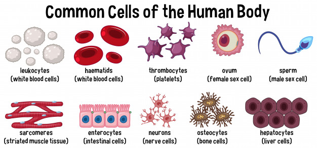 Cell shape — lesson. Science CBSE, Class 9.