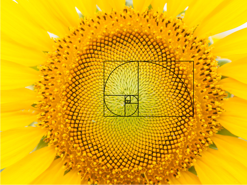 Patterns in the Fibonacci sequence — lesson. Mathematics State Board ...