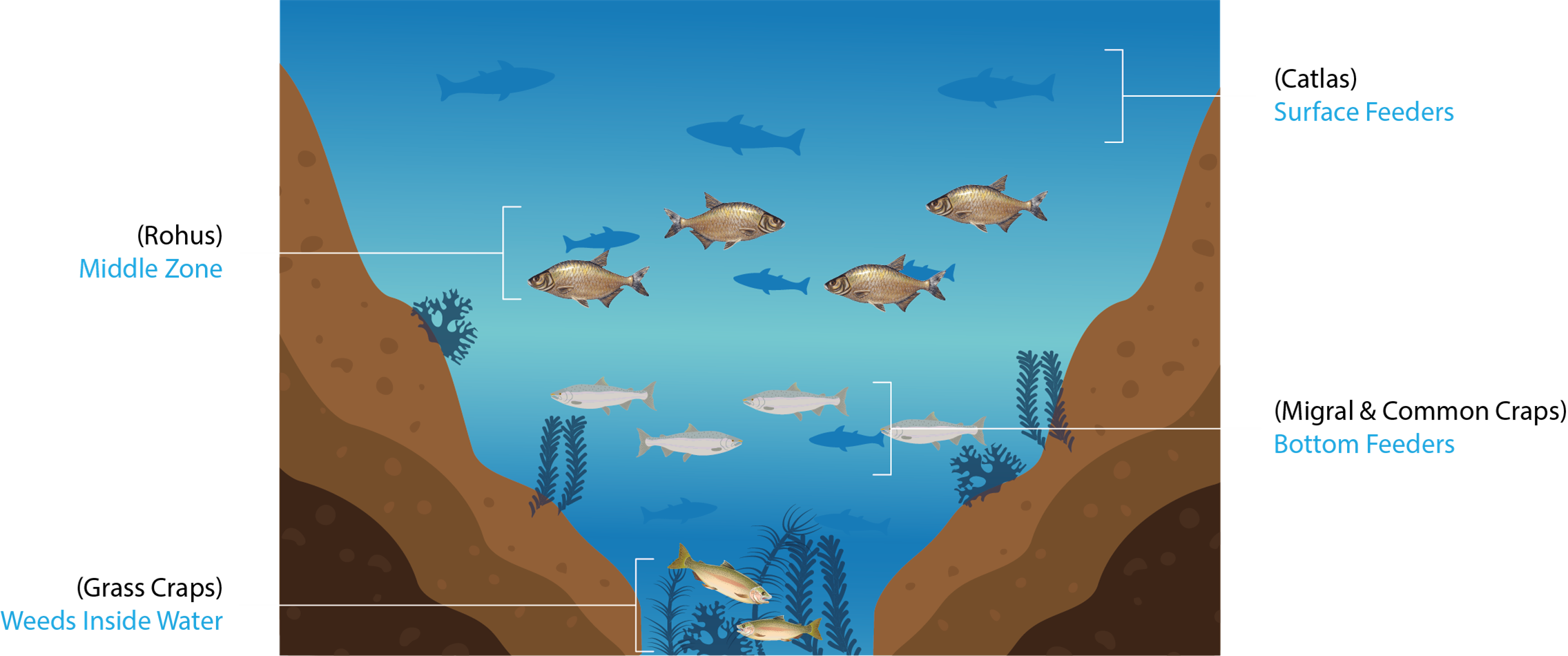 Production of fish — lesson. Science CBSE, Class 9.