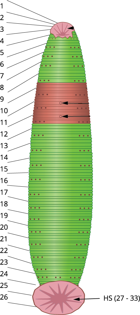 External morphology and segments of leech — task. Science State Board ...
