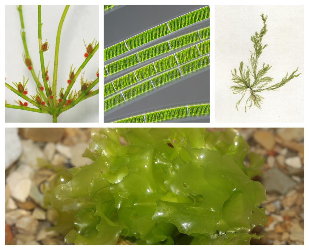 Algae and its characteristics — lesson. Science State Board, Class 8.