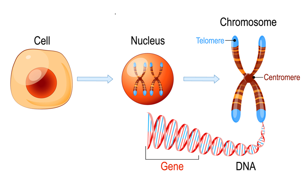 Nucleus — lesson. Science CBSE, Class 9.
