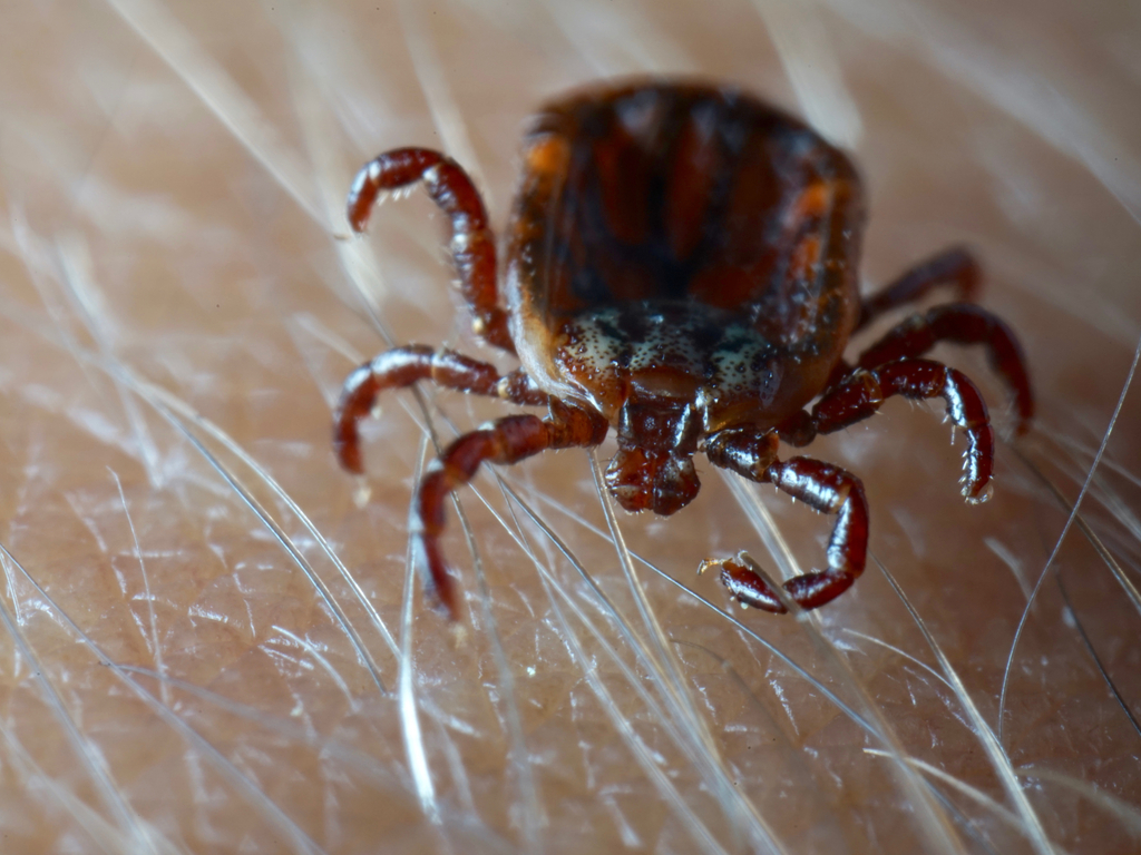 Farm management in cattles — lesson. Science CBSE, Class 9.