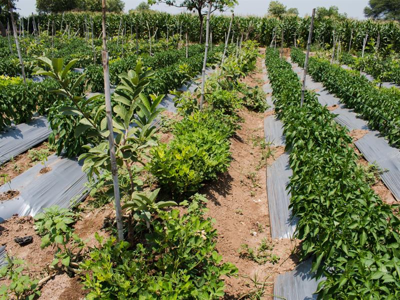 Different cropping patterns observed in India — lesson. Science CBSE ...