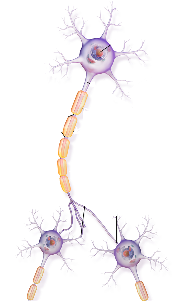 Conduction of nerve impulse, reflex action and chemical synapse — task ...