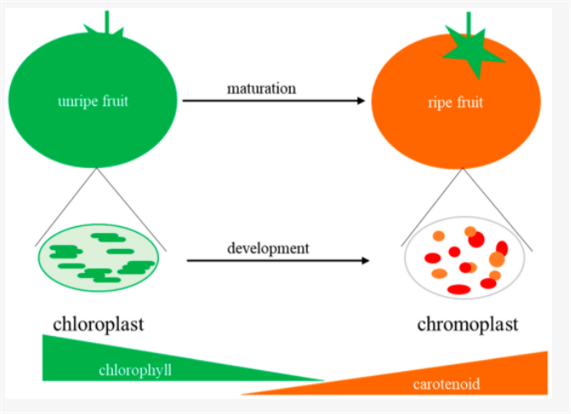 Plastids and their types — lesson. Science State Board, Class 10.