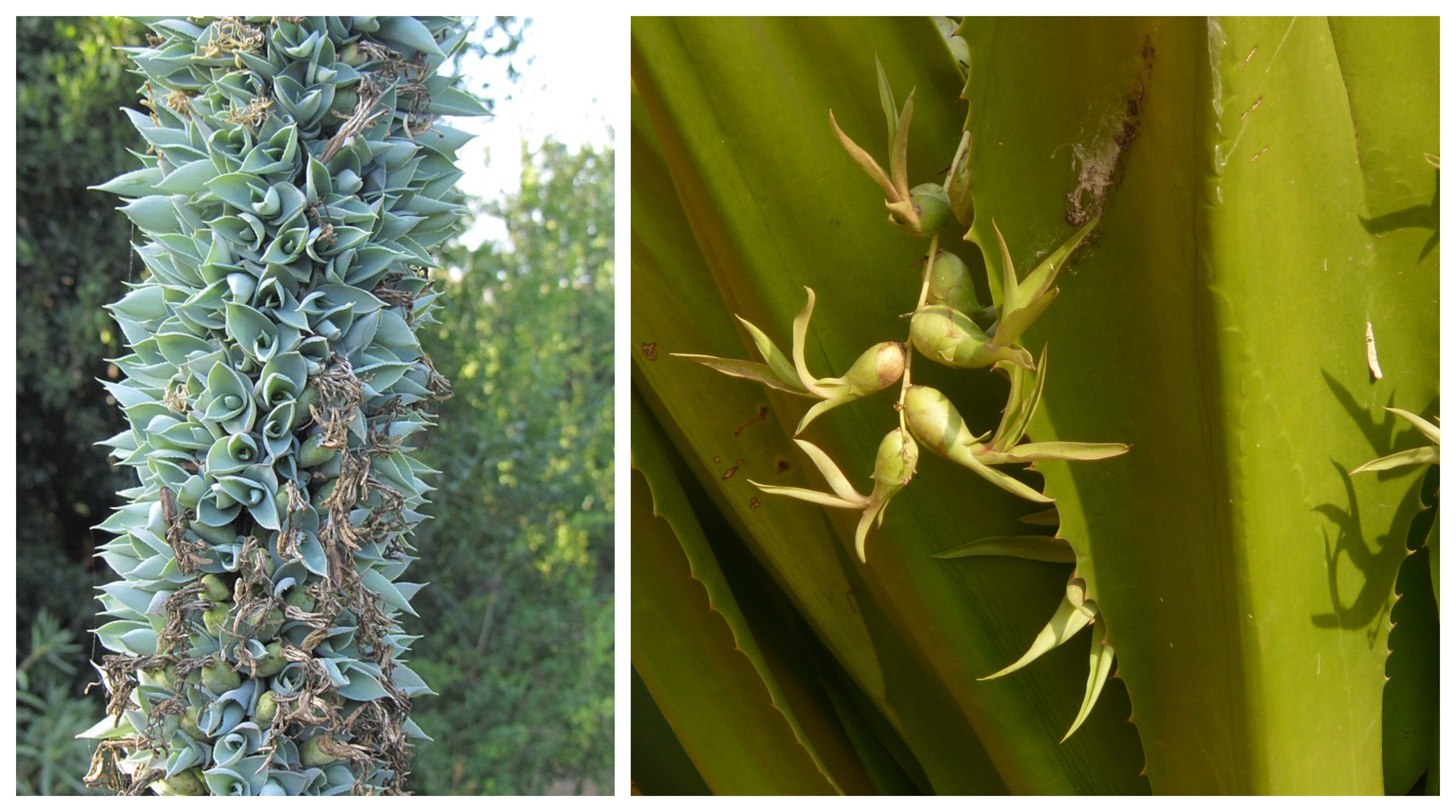 Subaerial Stem Leaf Modifications And Bulbils Lesson Science CBSE Subaerial Stem Leaf Modifications And Bulbils Lesson Science CBSE