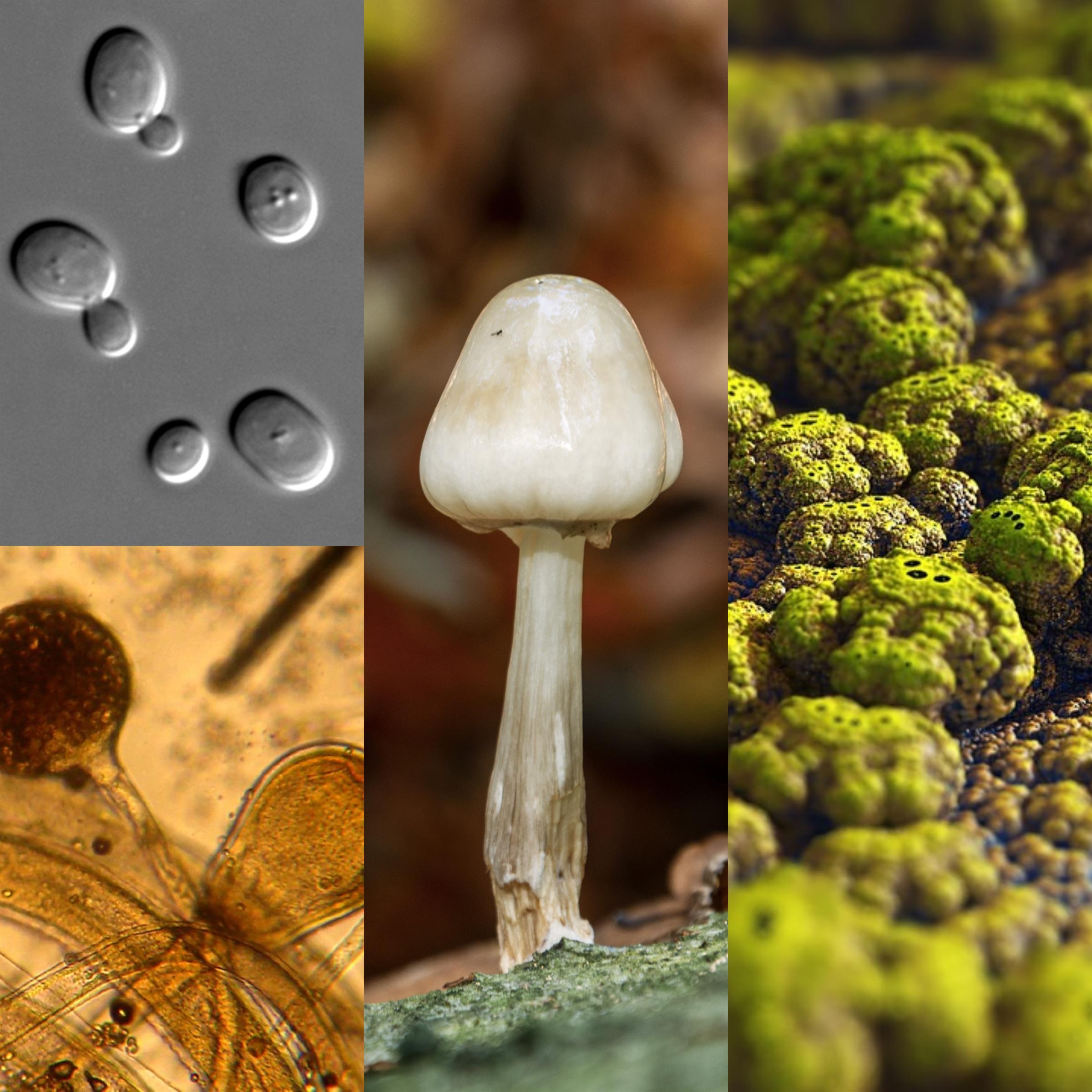 Kingdom Protista and Kingdom Fungi — lesson. Science State Board, Class 7.