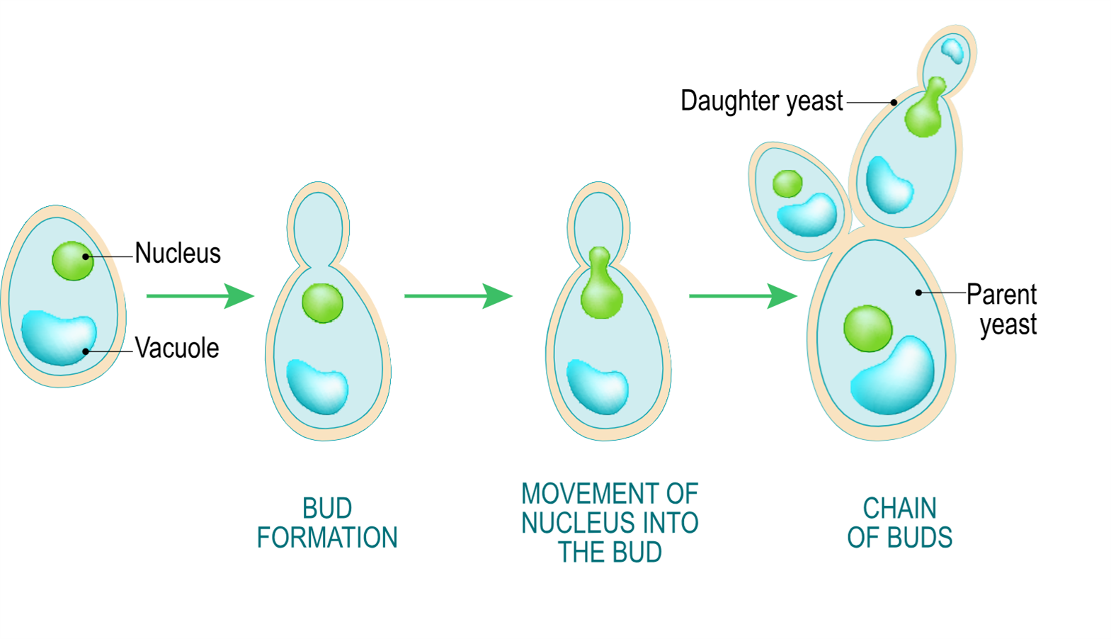 Intext question III — task. Science CBSE, Class 7.