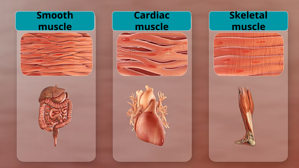 Muscles: Types and coordination — lesson. Science State Board, Class 8.
