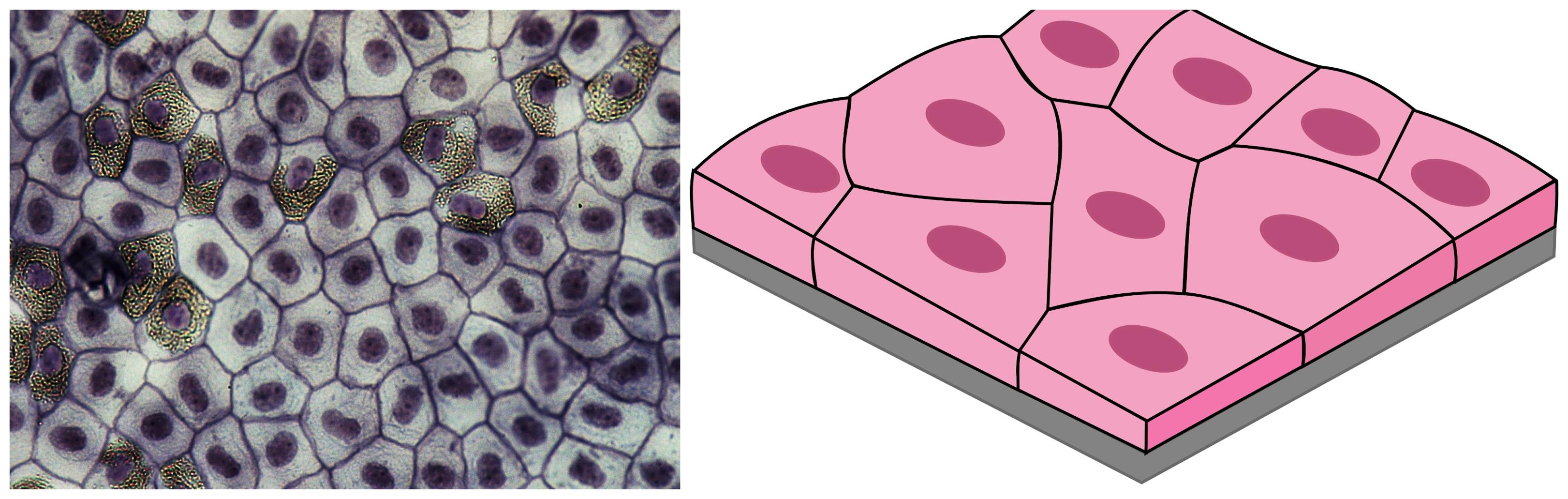 Simple and compound epithelium — lesson. Science State Board, Class 9.
