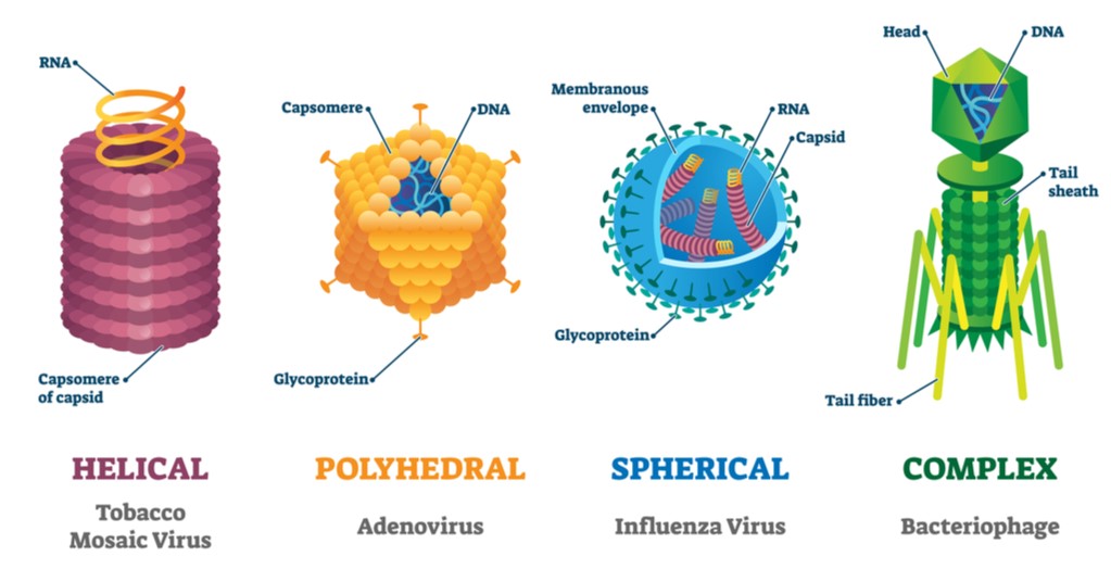 Virus — lesson. Science State Board, Class 9.